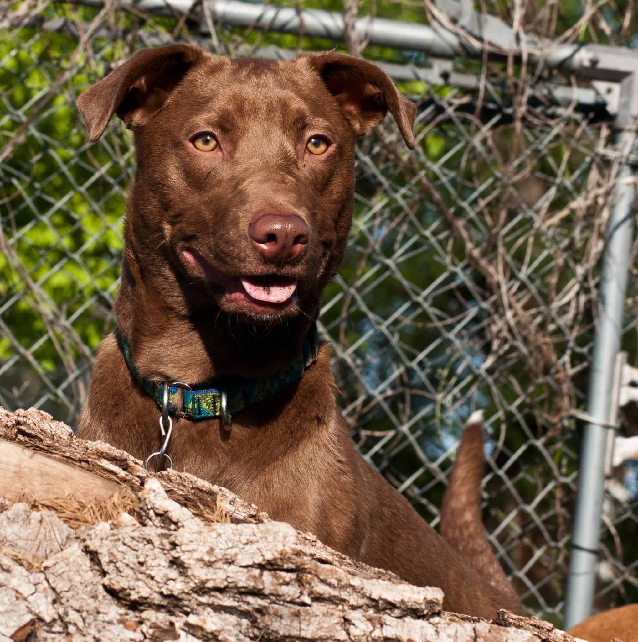 921107_10200231436725753_1841678237_o - Success Dogs