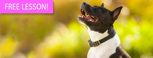 Collar Grab Game - Success Dogs