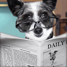 how_many_words_can_dogs_learn_fb - Success Dogs