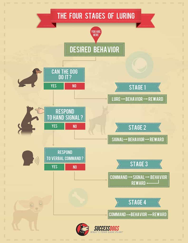Dog Training Infographic Version 2 - The Four Stages of Luring